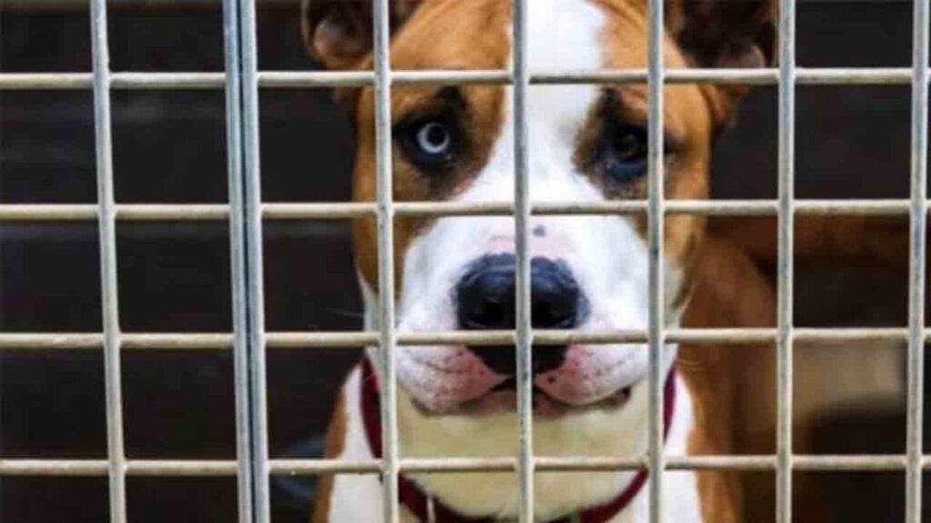 Consejos para la adopción de perros